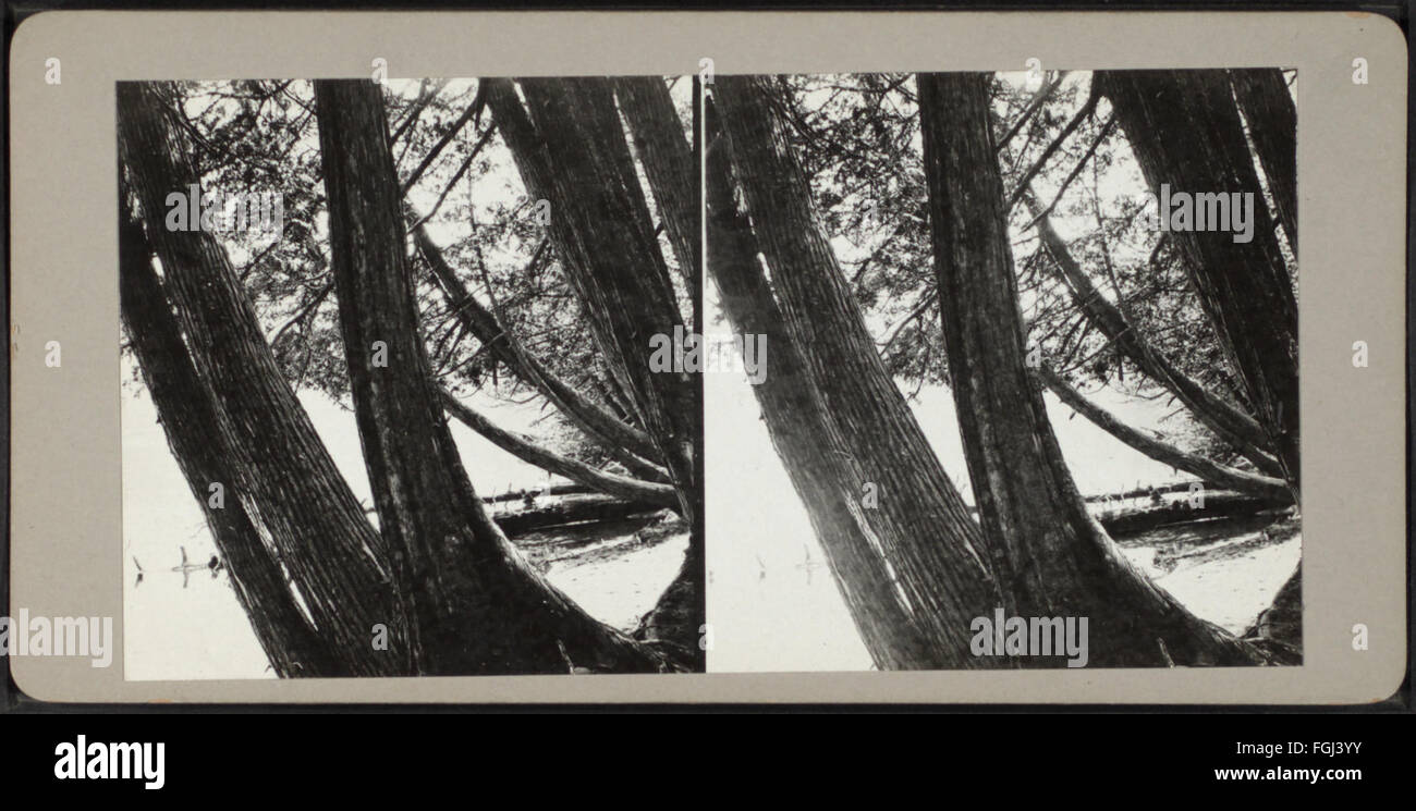 Photograph showing leaning trees encircling the edge of a beach, taken ...