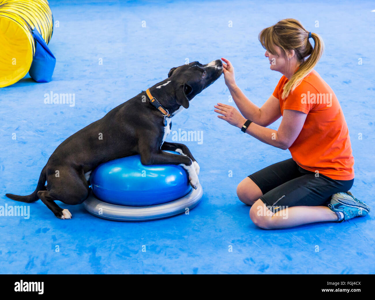 Professional female dog handler training mixed breed dog to balance on ...