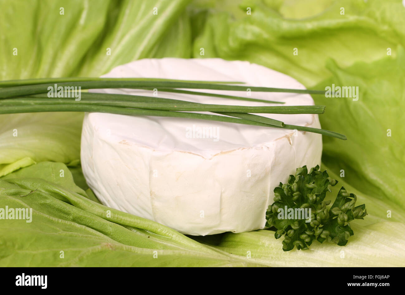 White mold hi-res stock photography and images - Alamy