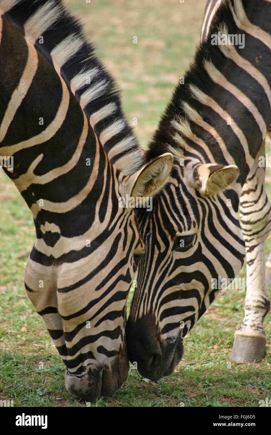 Two zebra heads Stock Photo - Alamy