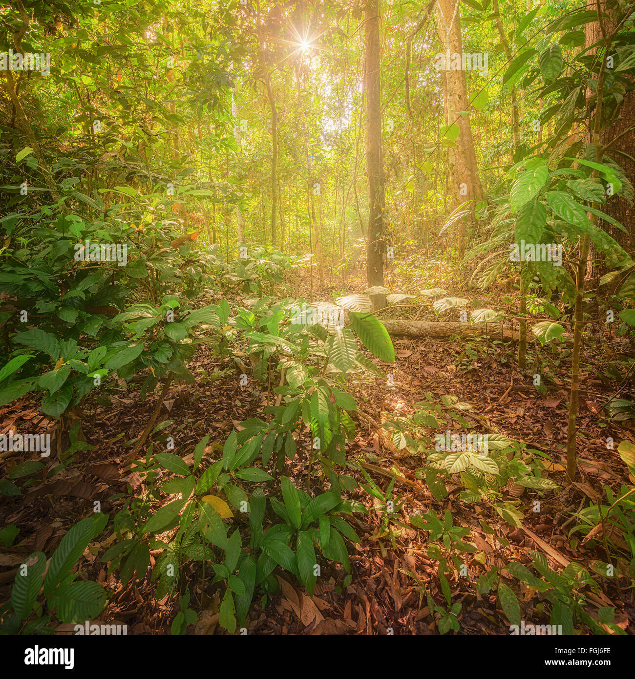 Beautiful landscape of mountain at sunset, Chiang Mai,Thailand Stock ...