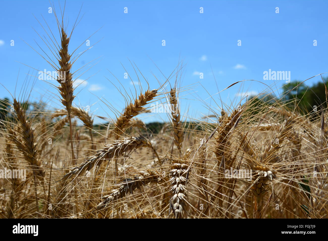 wheat swaying and standing in the field Stock Photo - Alamy