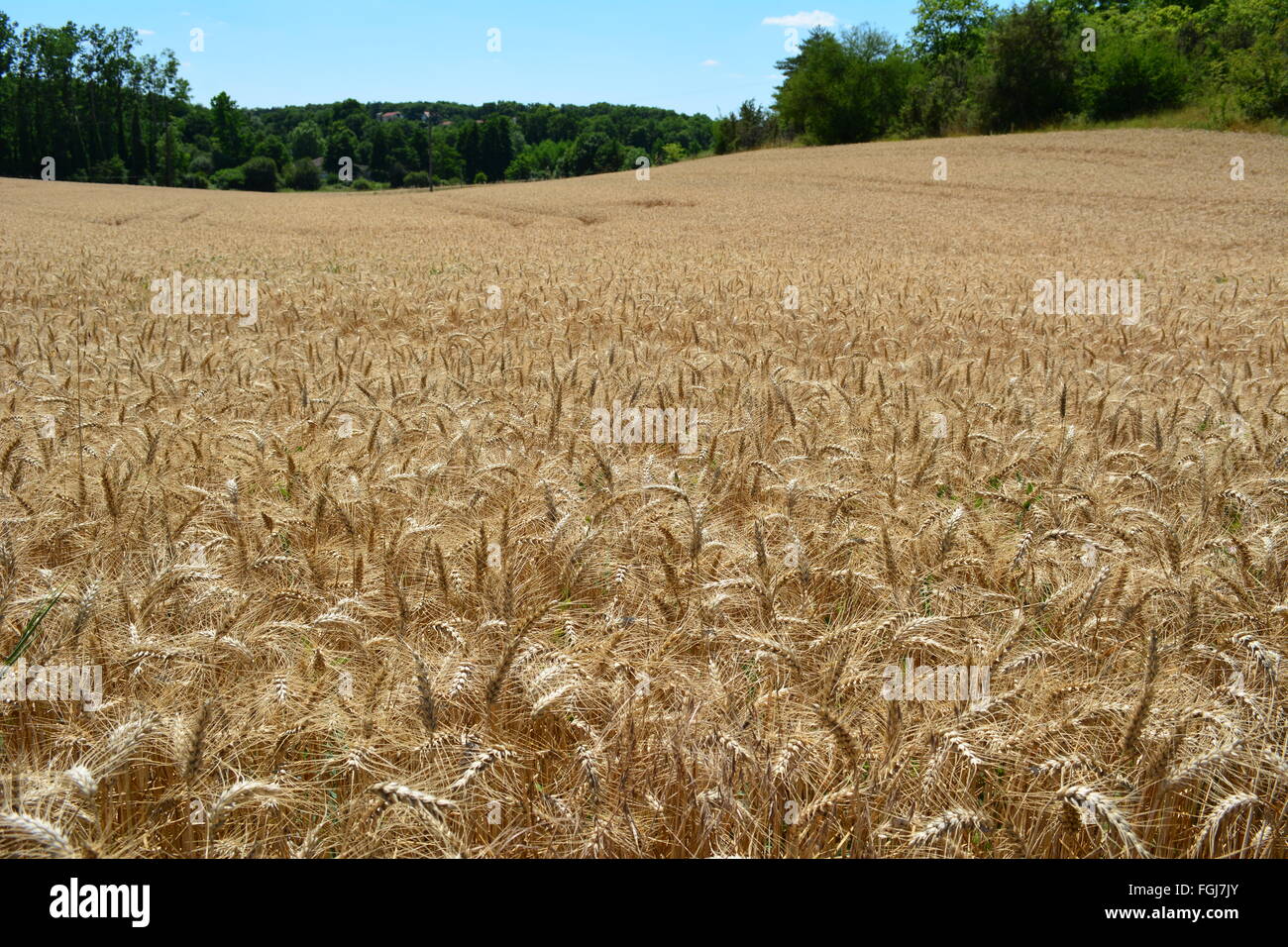 Grain swaying hi-res stock photography and images - Alamy
