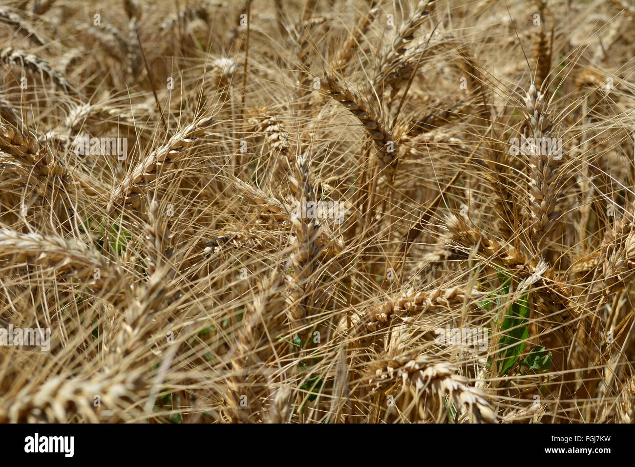 wheat swaying and standing in the field Stock Photo - Alamy