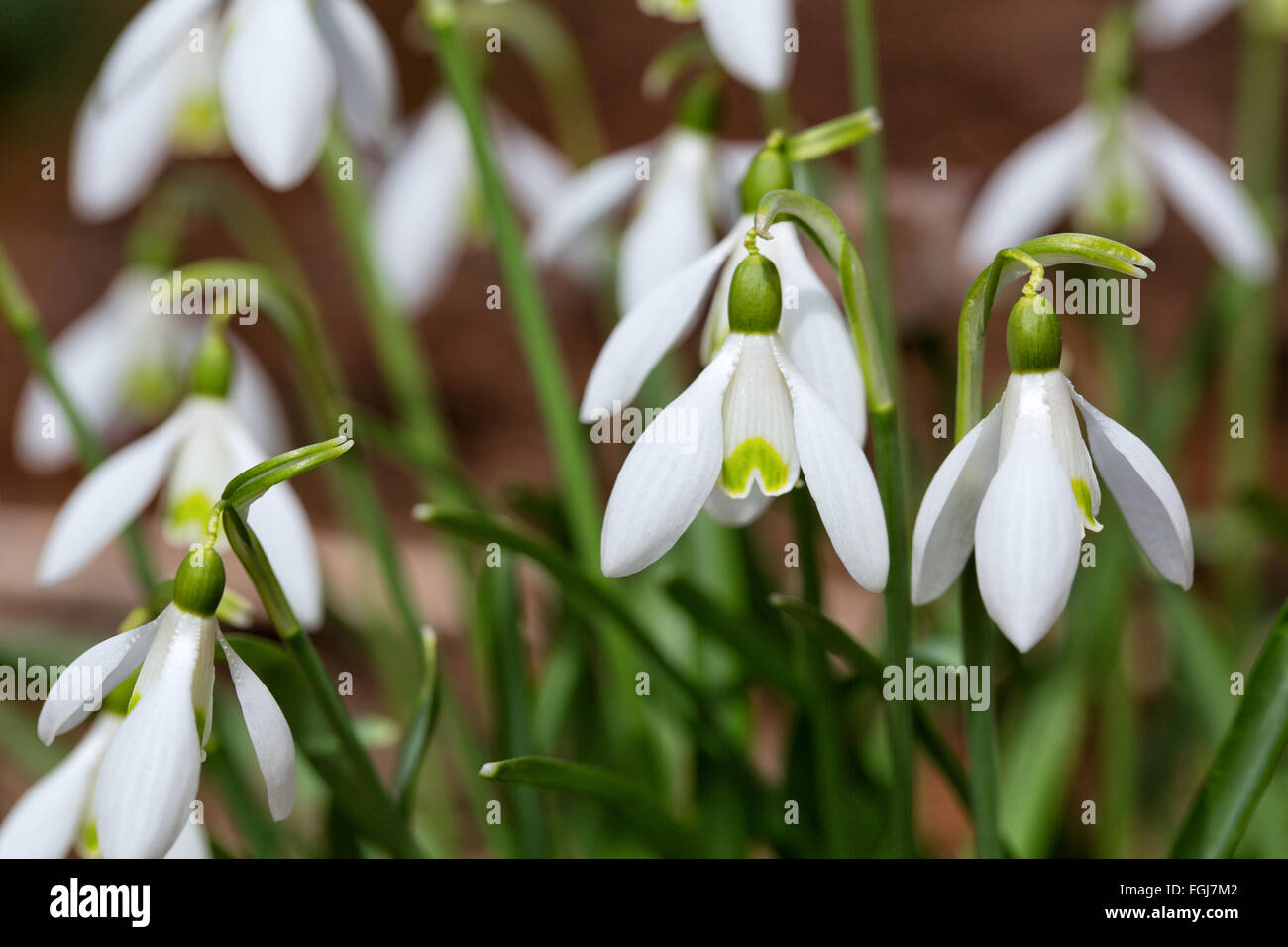Common Snowdrop plant, also known as the Flower of Hope in full bloom ...