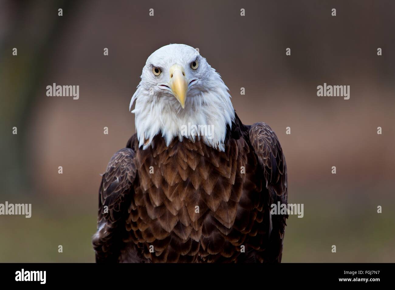 Bald eagle close hi-res stock photography and images - Alamy