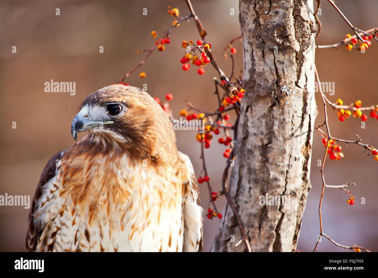 Red tailed hawk perched hi-res stock photography and images - Alamy