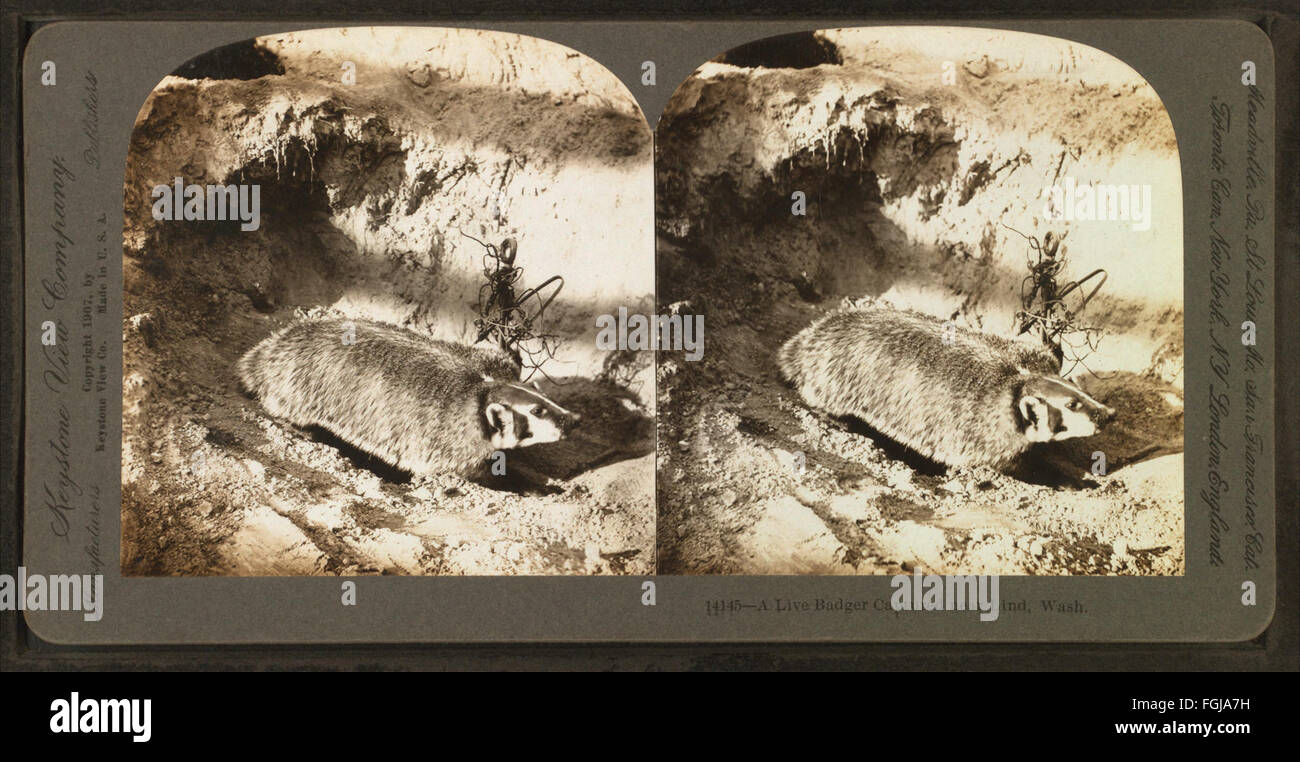 A photograph by Keystone View Company showing a live badger captured ...