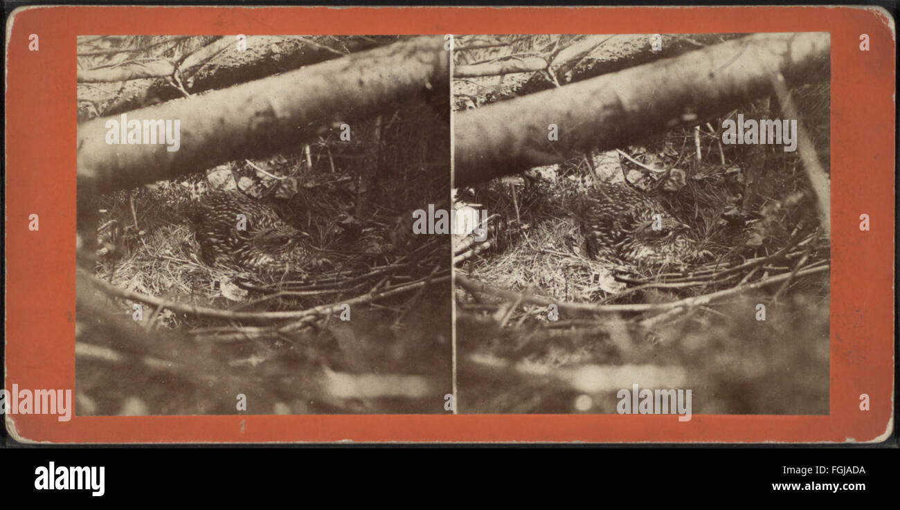 A photograph of a partridge on its nest, captured by A.C. McIntyre ...