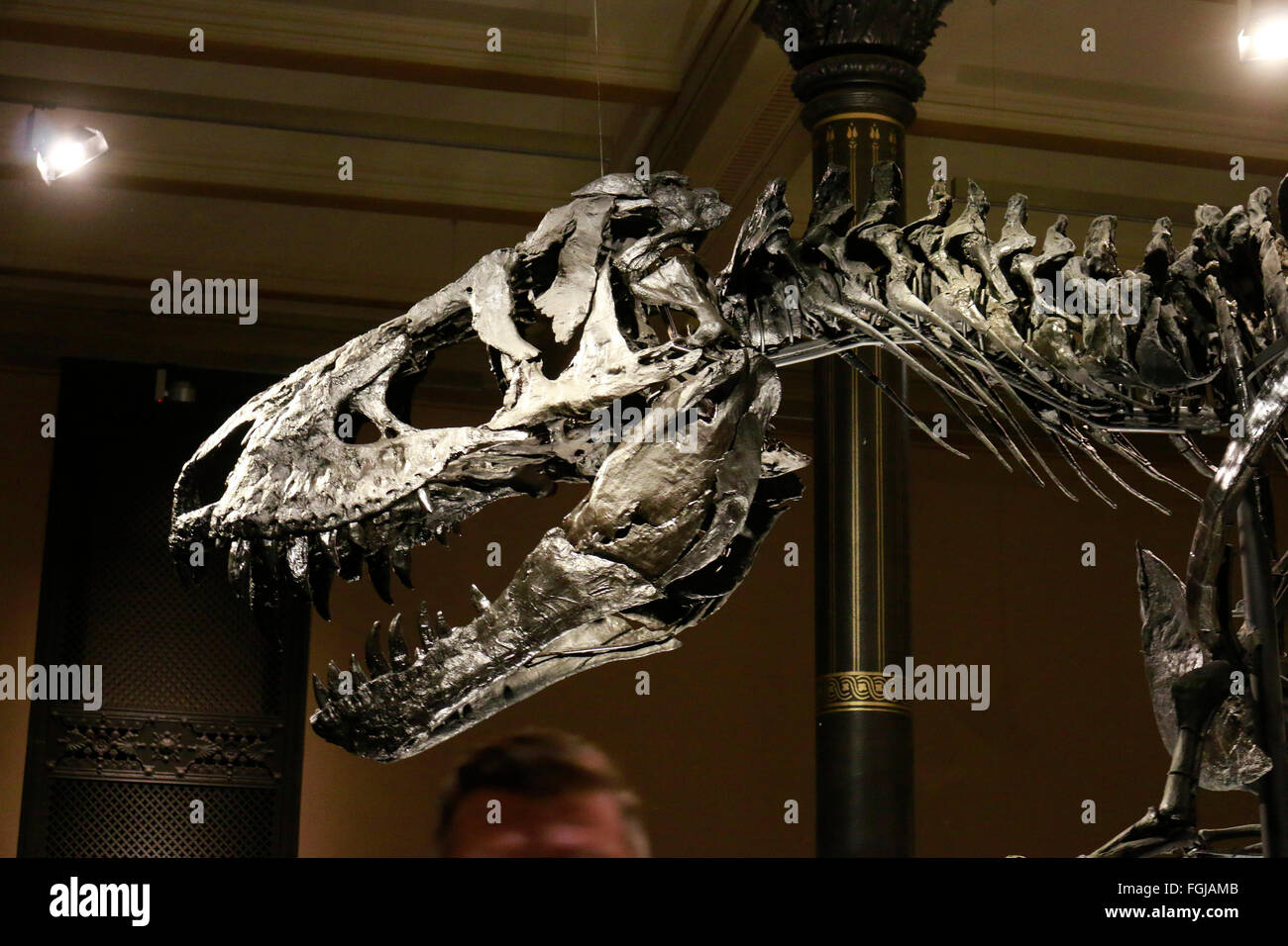 das Skelett des Tyrannus Saurus Rex "Tristan Otto", Naturhistorisches ...