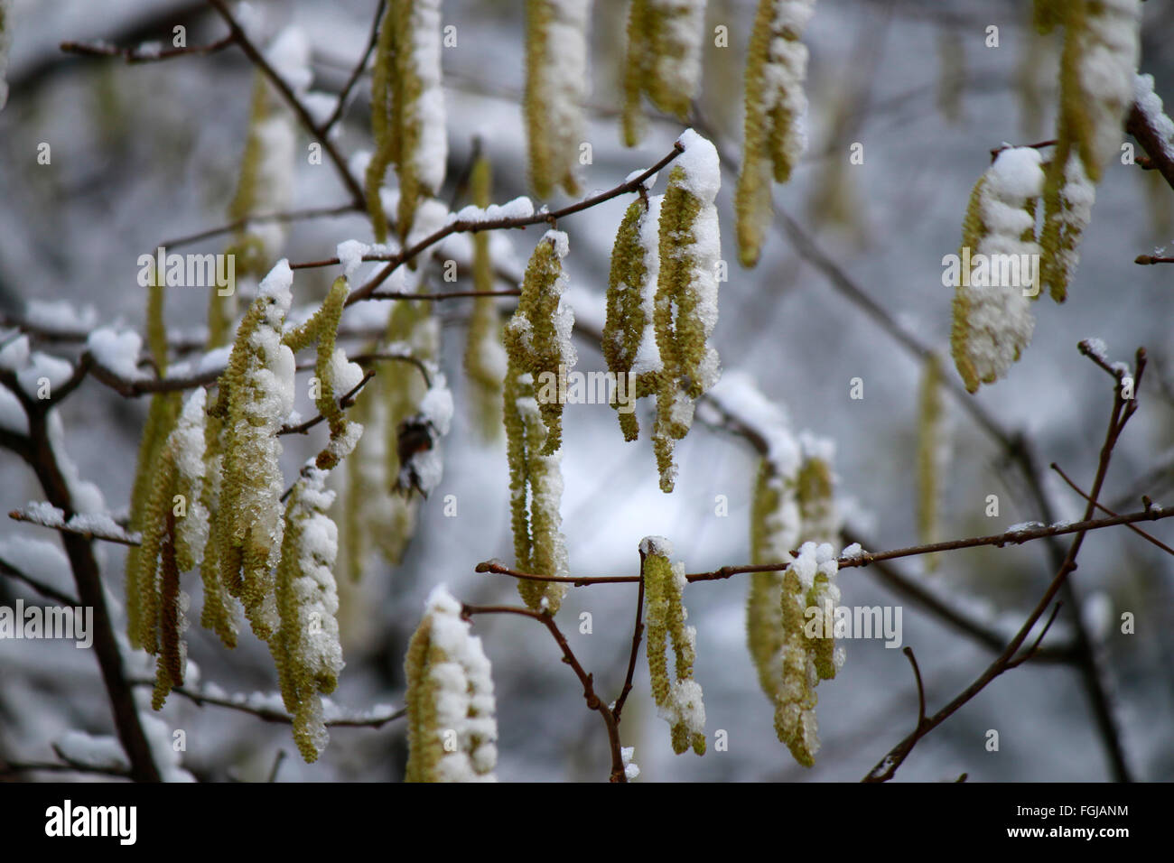 Pollenallergie hi-res stock photography and images - Alamy