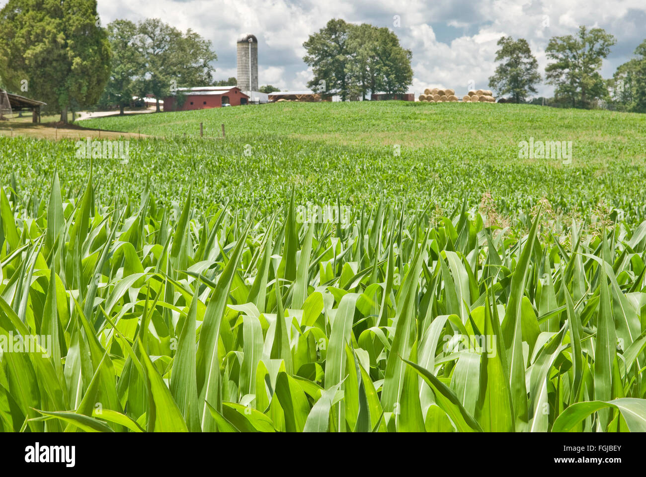Corn stalks fence hi-res stock photography and images - Alamy