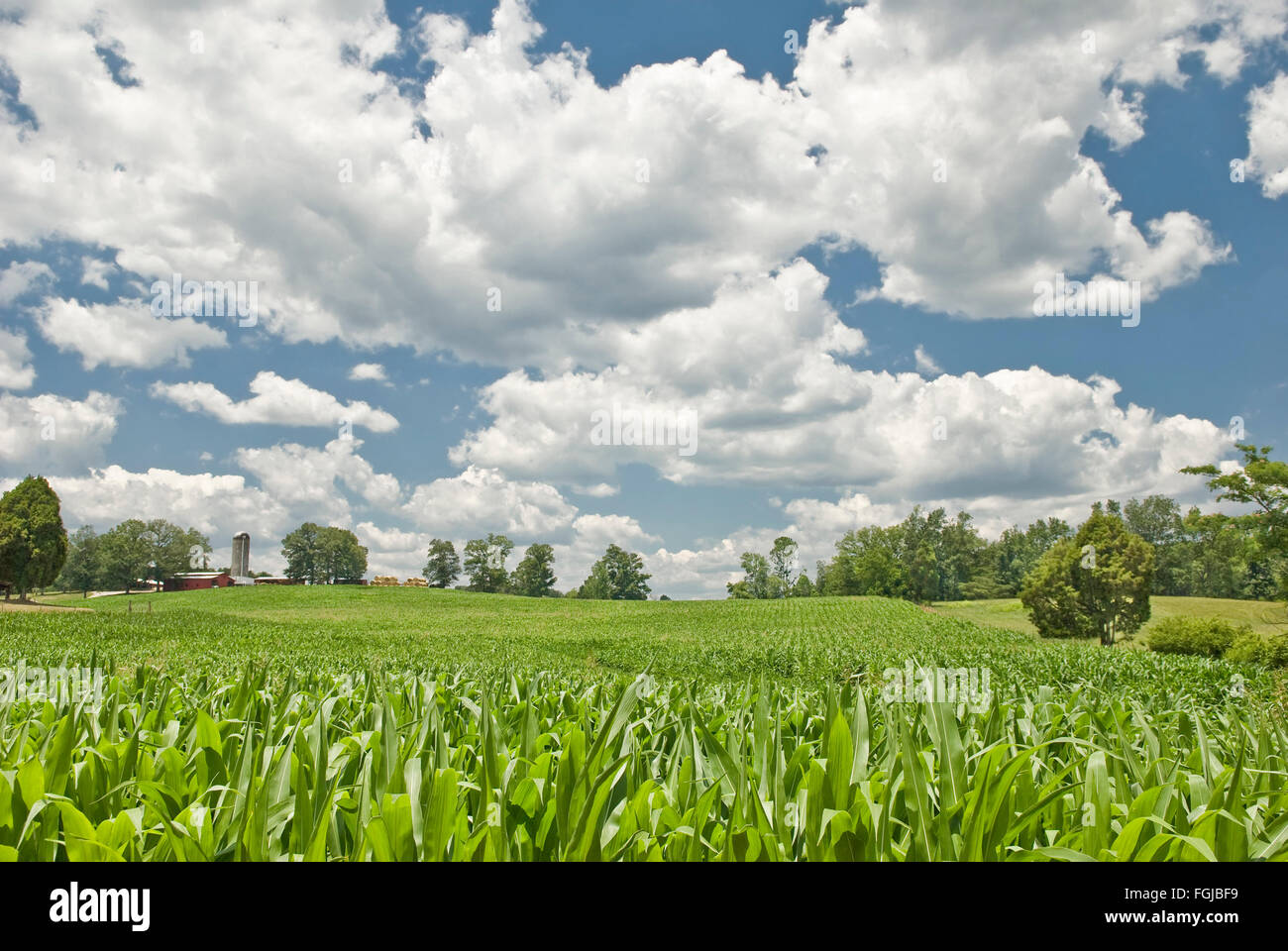 Tennessee Corn Field Stock Photo - Alamy