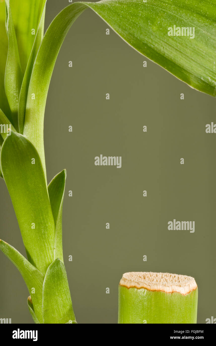 Bamboo vertical hi-res stock photography and images - Alamy