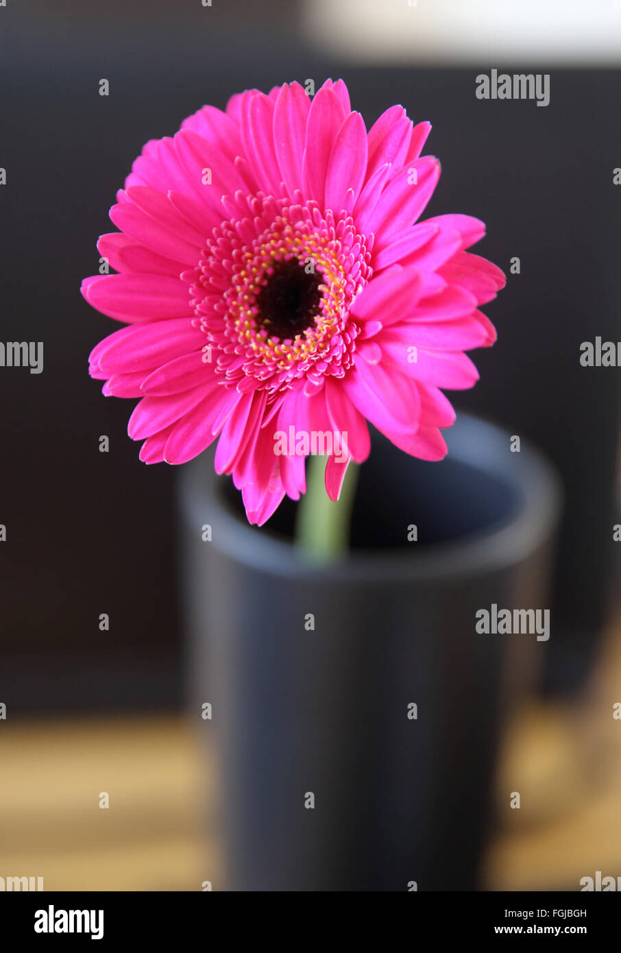 Single, pretty pink daisy in a vase on a desk at home Stock Photo - Alamy