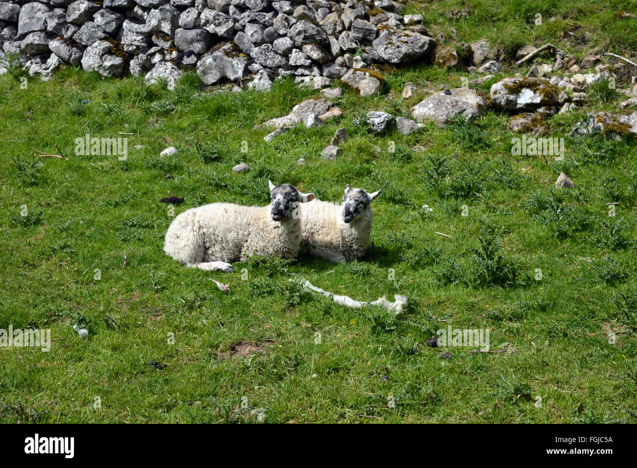 Sheep lying down hi-res stock photography and images - Alamy