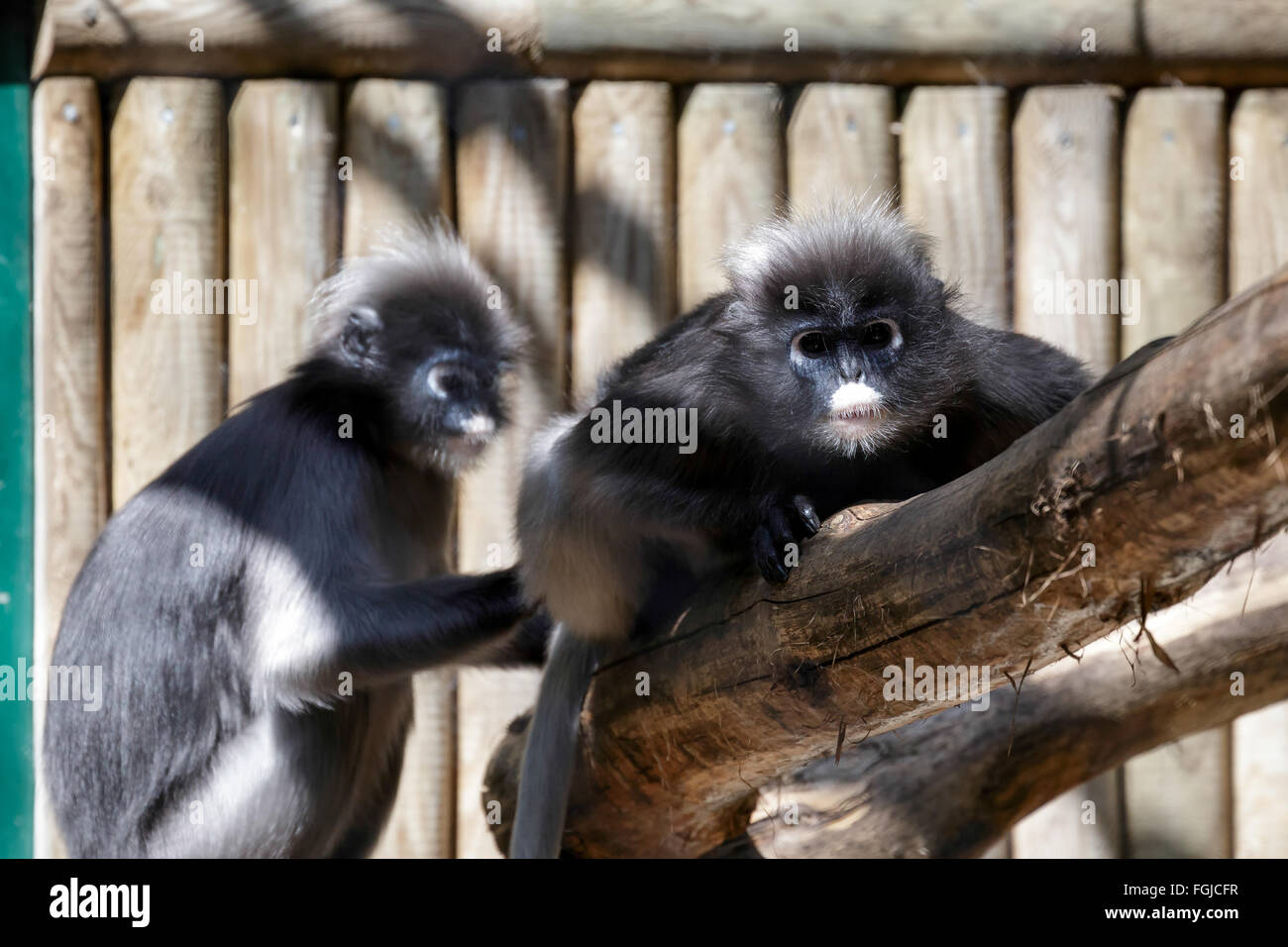 Dusky Langur (Trachypithecus obscurus Stock Photo - Alamy