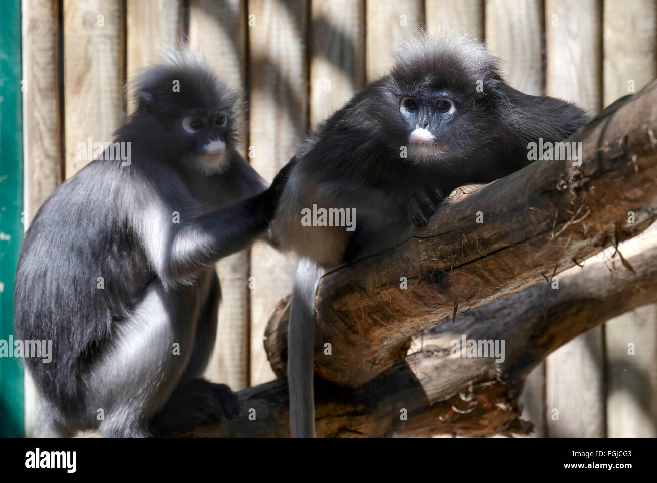 Dusky face hi-res stock photography and images - Alamy