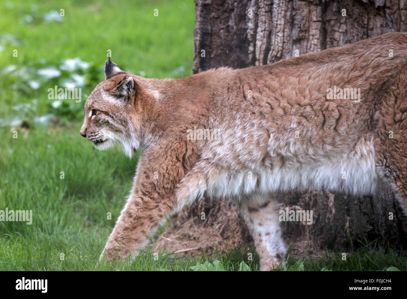 Northern Lynx ( Felis lynx lynx Stock Photo - Alamy