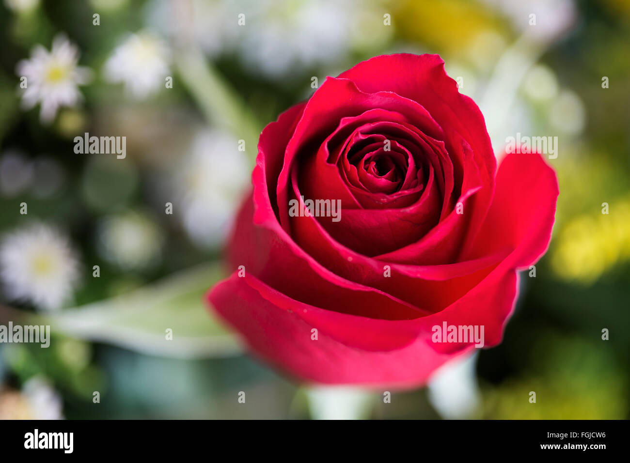 Red rose macro shot Stock Photo - Alamy
