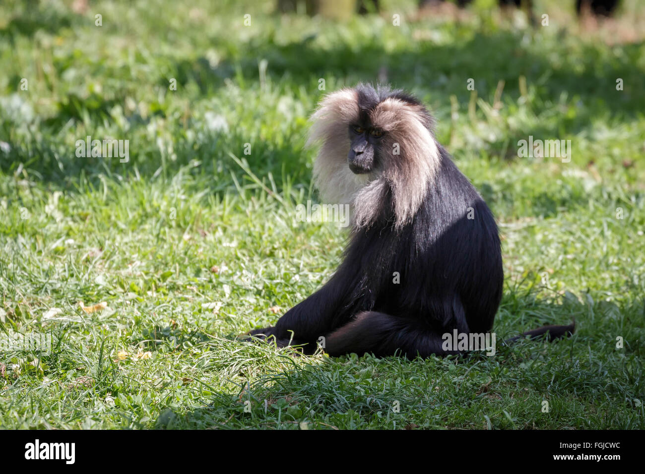 Bearded macaque hi-res stock photography and images - Alamy