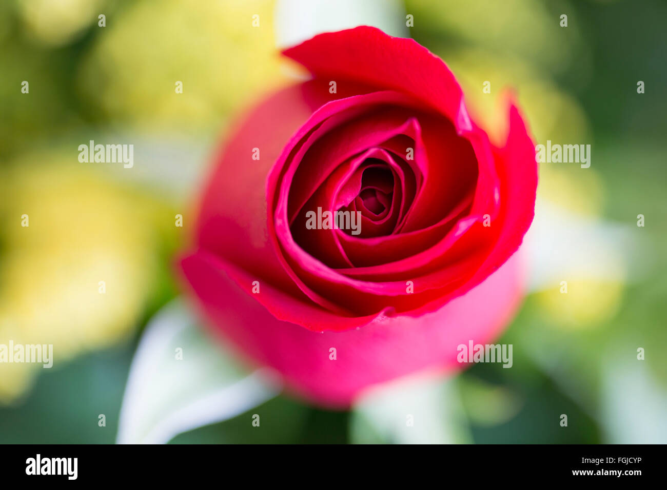 Soft red rose macro hi-res stock photography and images - Alamy