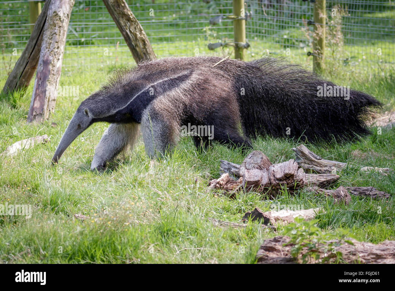 Grey anteater hi-res stock photography and images - Alamy