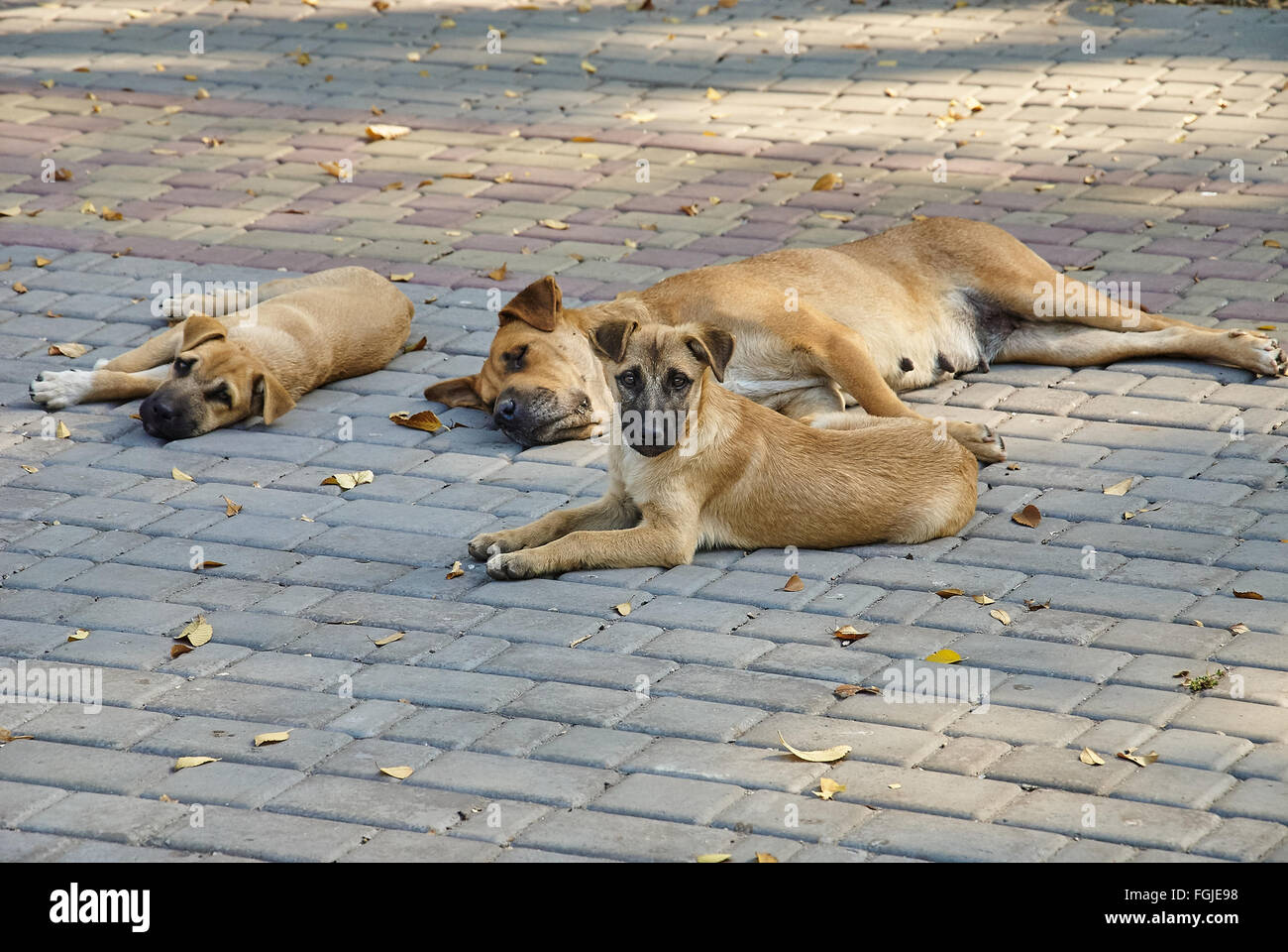 Portrait of a stray dogs outdoors Stock Photo - Alamy