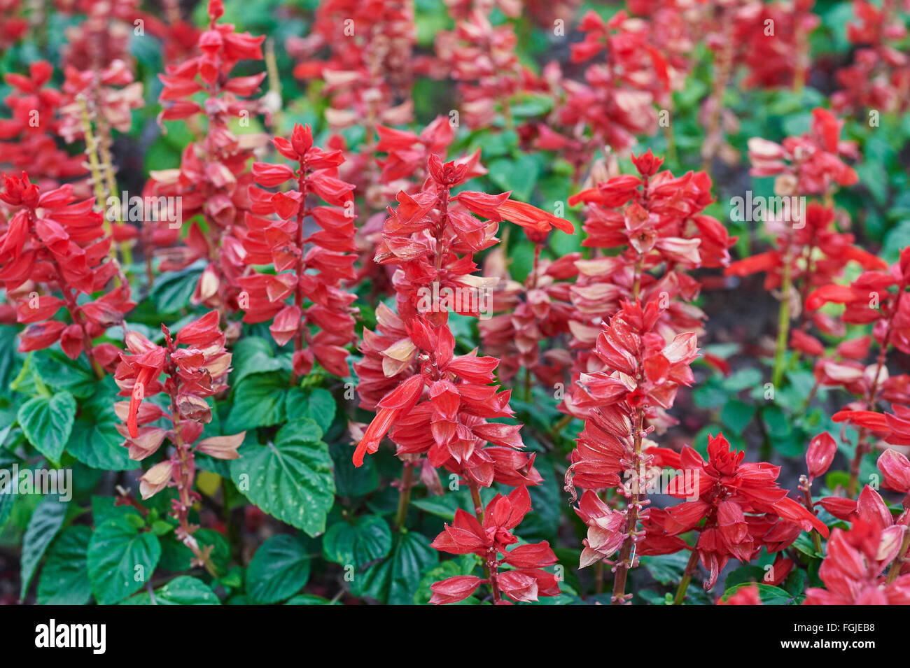 Beautiful sage red flowers in the garden Stock Photo - Alamy