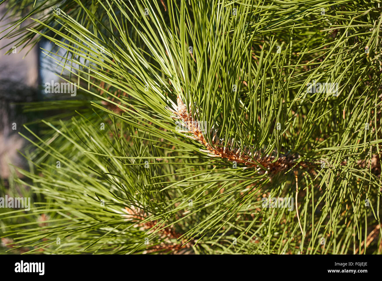 Green prickly branches of a fir-tree Stock Photo - Alamy