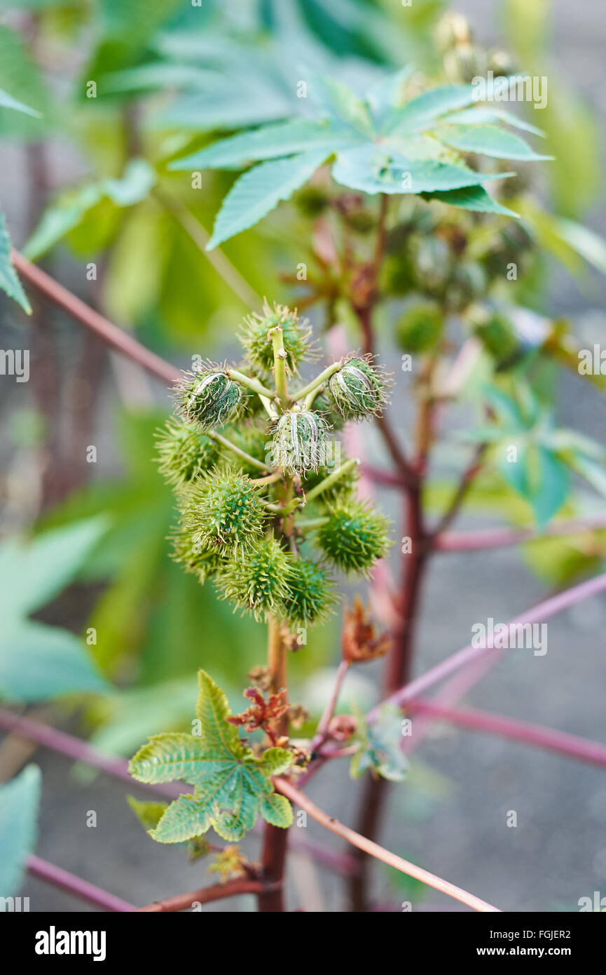 Castor oil plant, Ricinus communis Stock Photo - Alamy