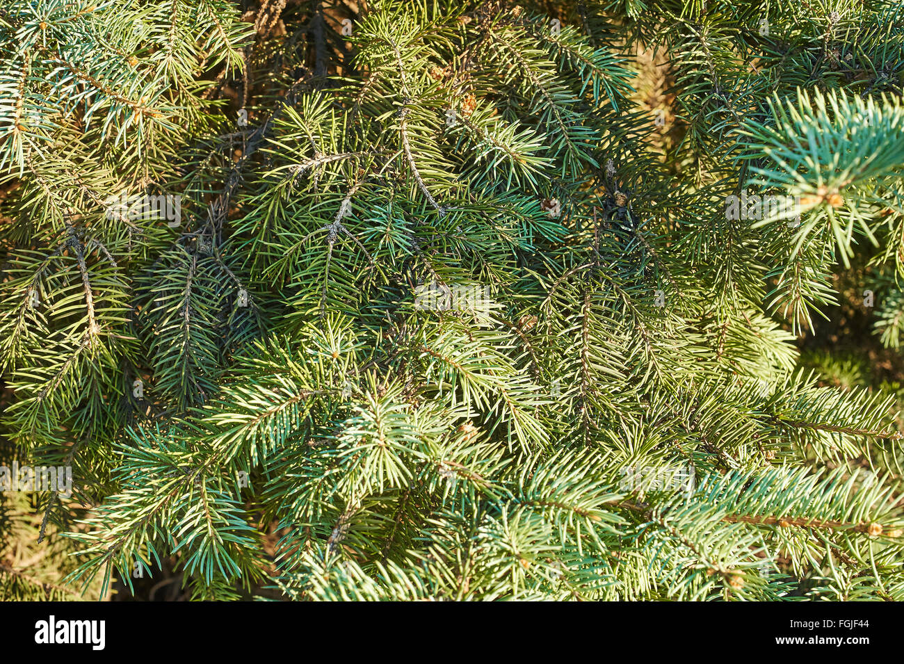 Green prickly branches of a fur-tree or pine Stock Photo - Alamy