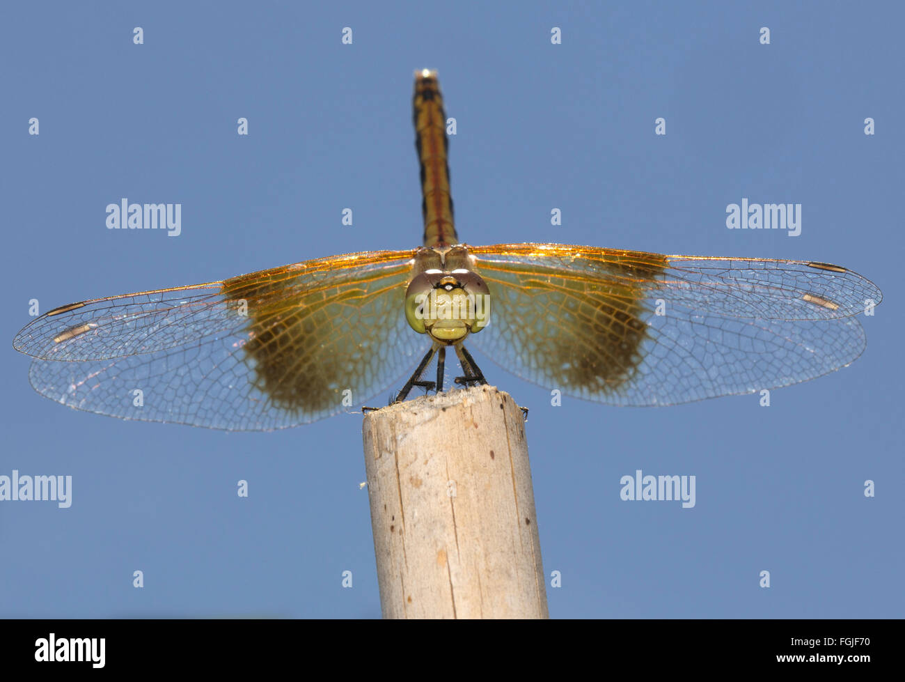Dragonfly with sky hi-res stock photography and images - Alamy