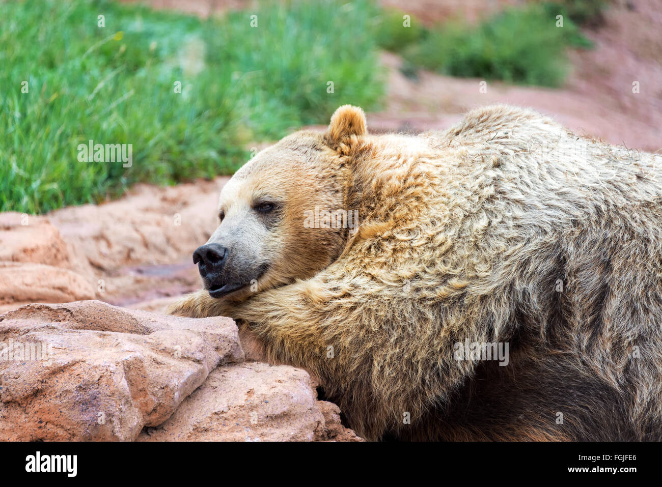 Closeup view of a grizzly bear lying down Stock Photo - Alamy