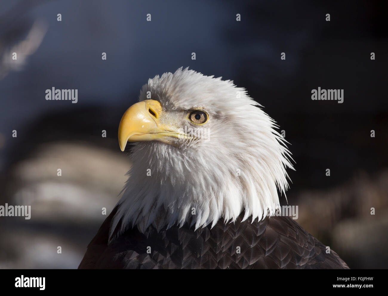 Bald eagle close up hi-res stock photography and images - Alamy