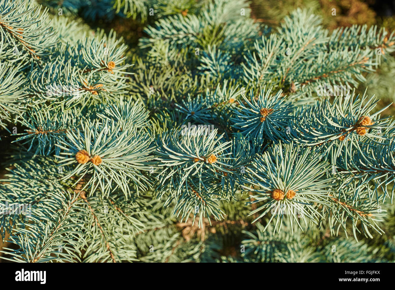 Green prickly branches of a fur-tree or pine Stock Photo - Alamy