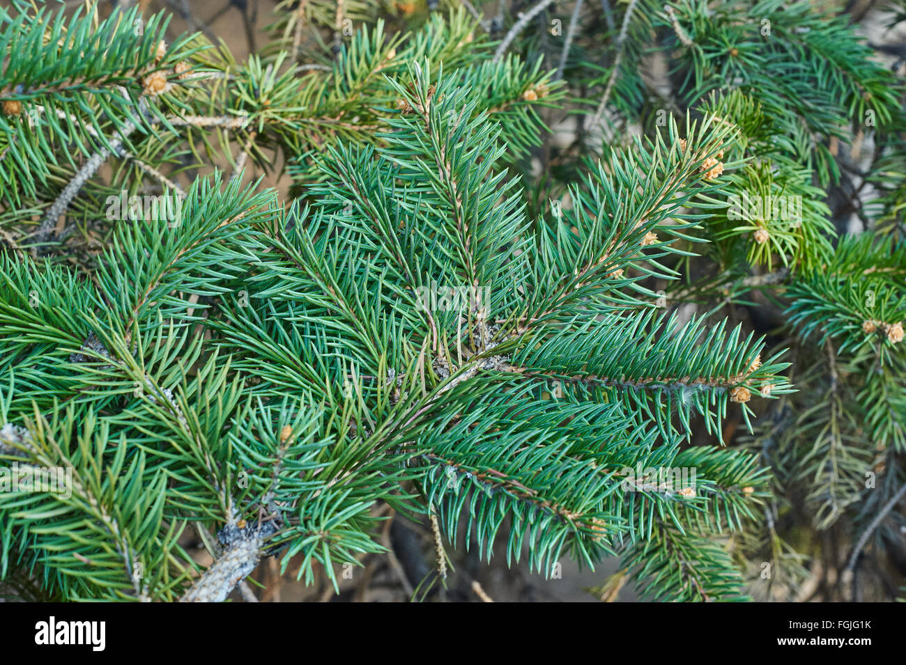 Green prickly branches of a fur-tree or pine Stock Photo - Alamy