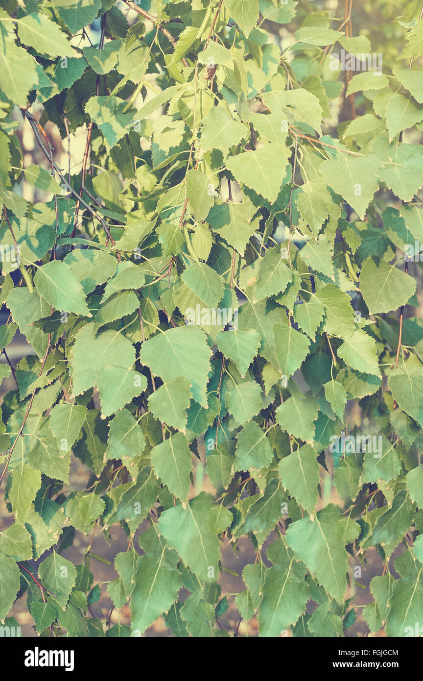 Birch green leaves close-up. Background. Toned image Stock Photo - Alamy