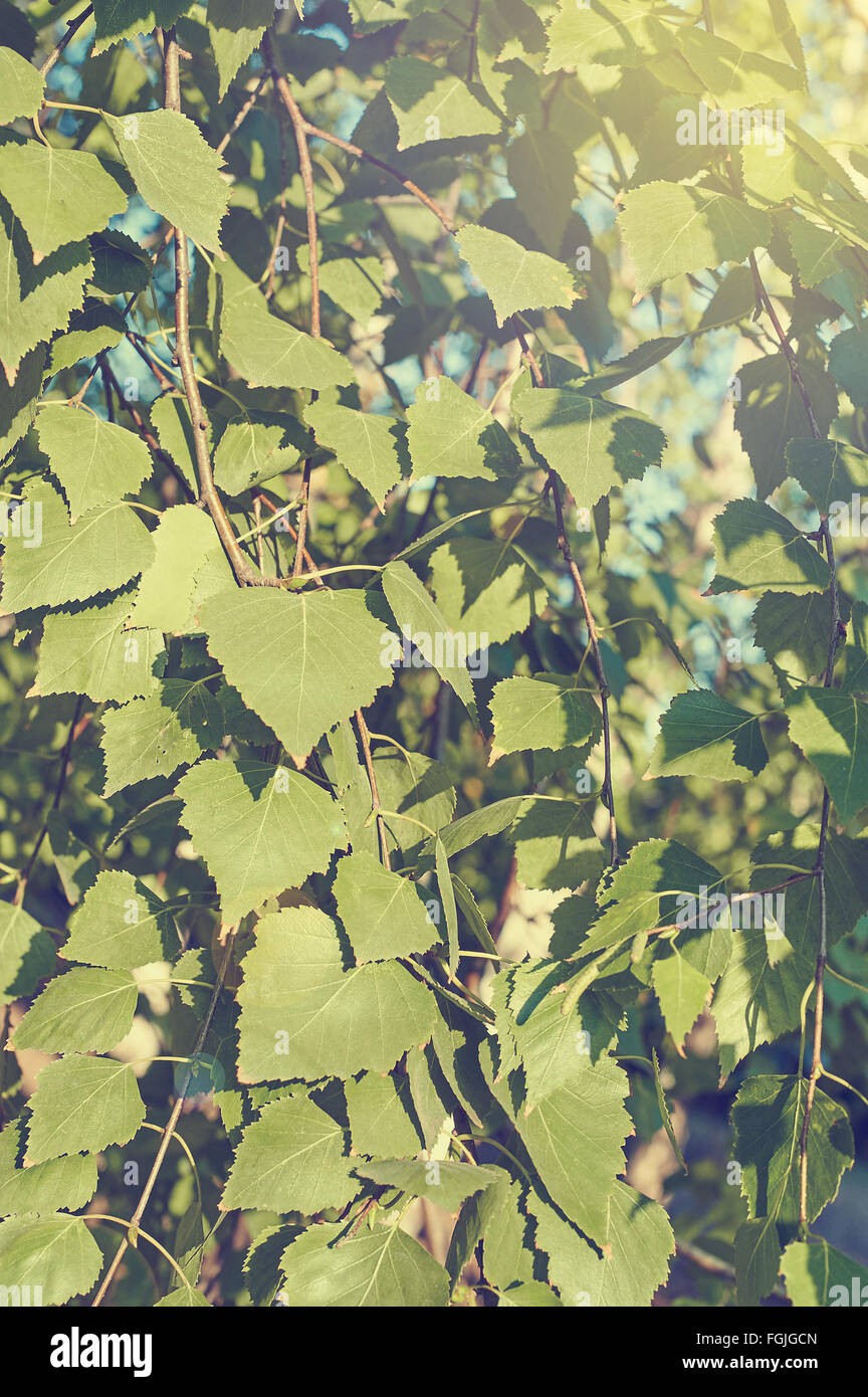 Birch green leaves close-up. Background. Toned image Stock Photo - Alamy