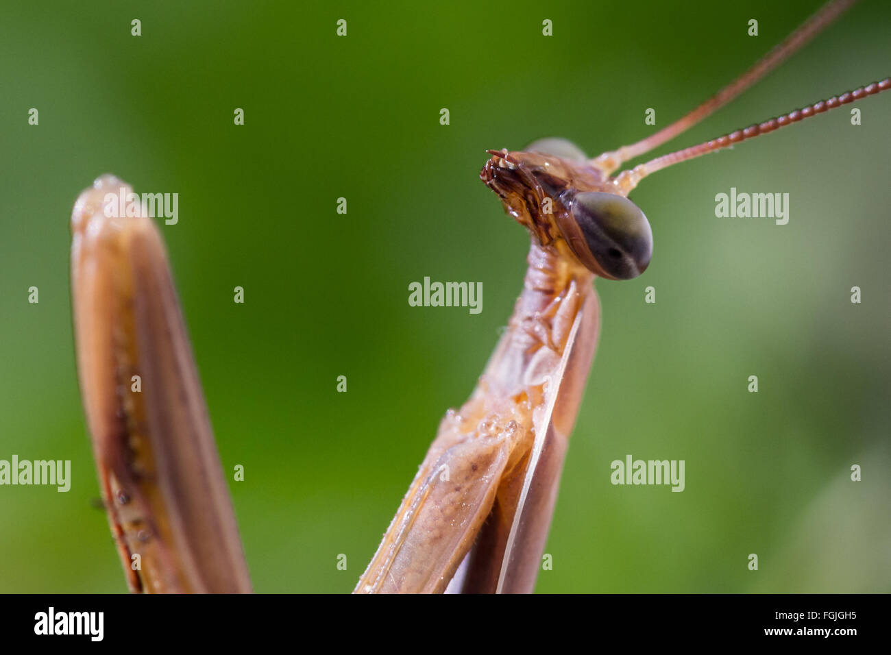 close up of a brown praying mantis over green grass Stock Photo - Alamy