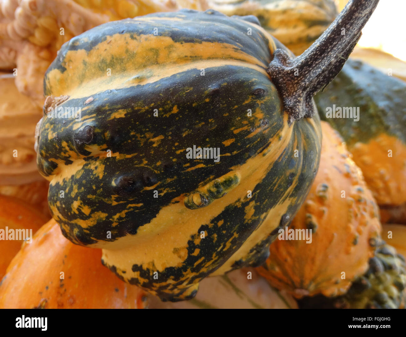 Cucurbita pepo, ribbed warty pear gourd, ornamental gourd from, ribbed ...