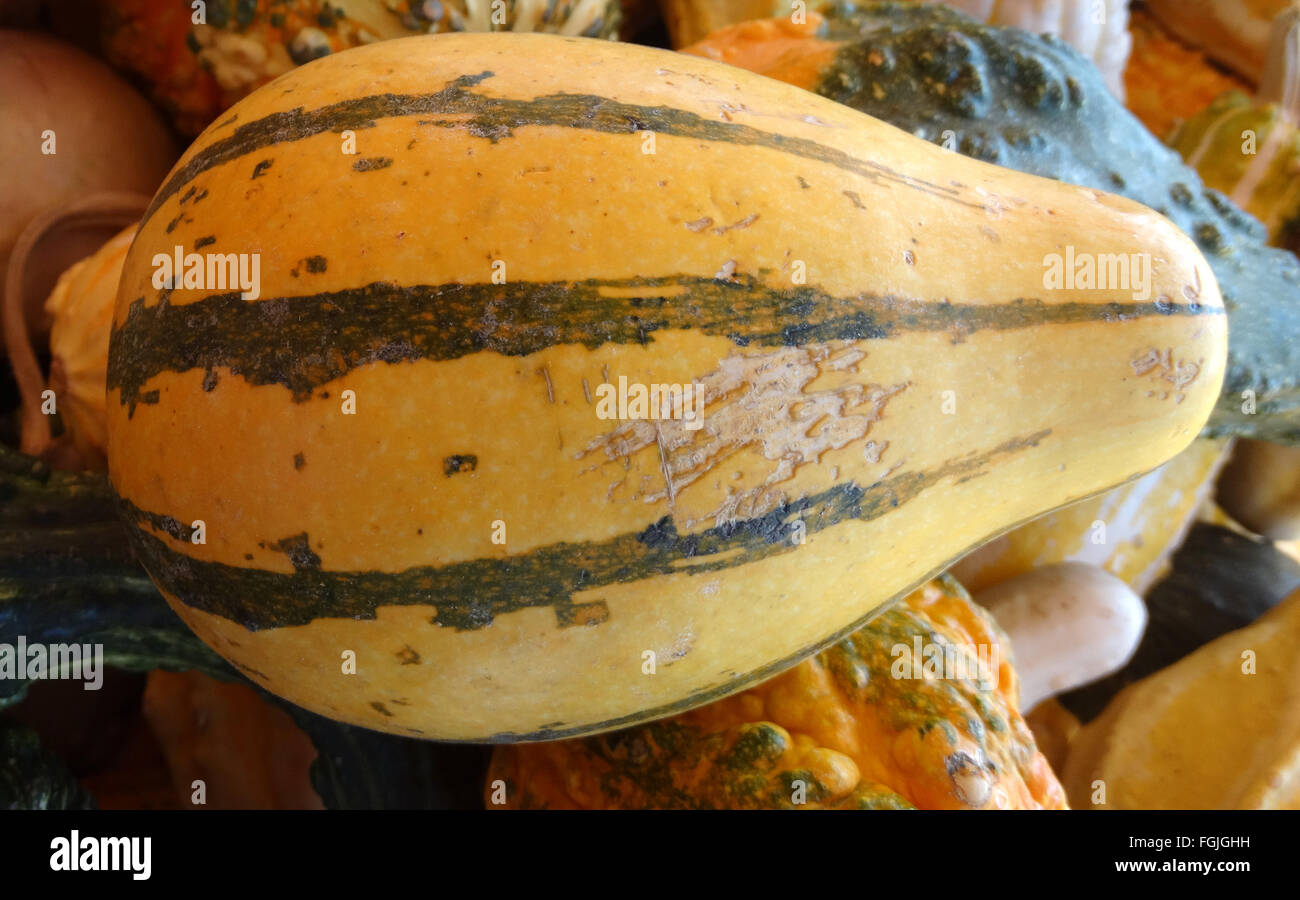 Green and yellow gourd hi-res stock photography and images - Alamy