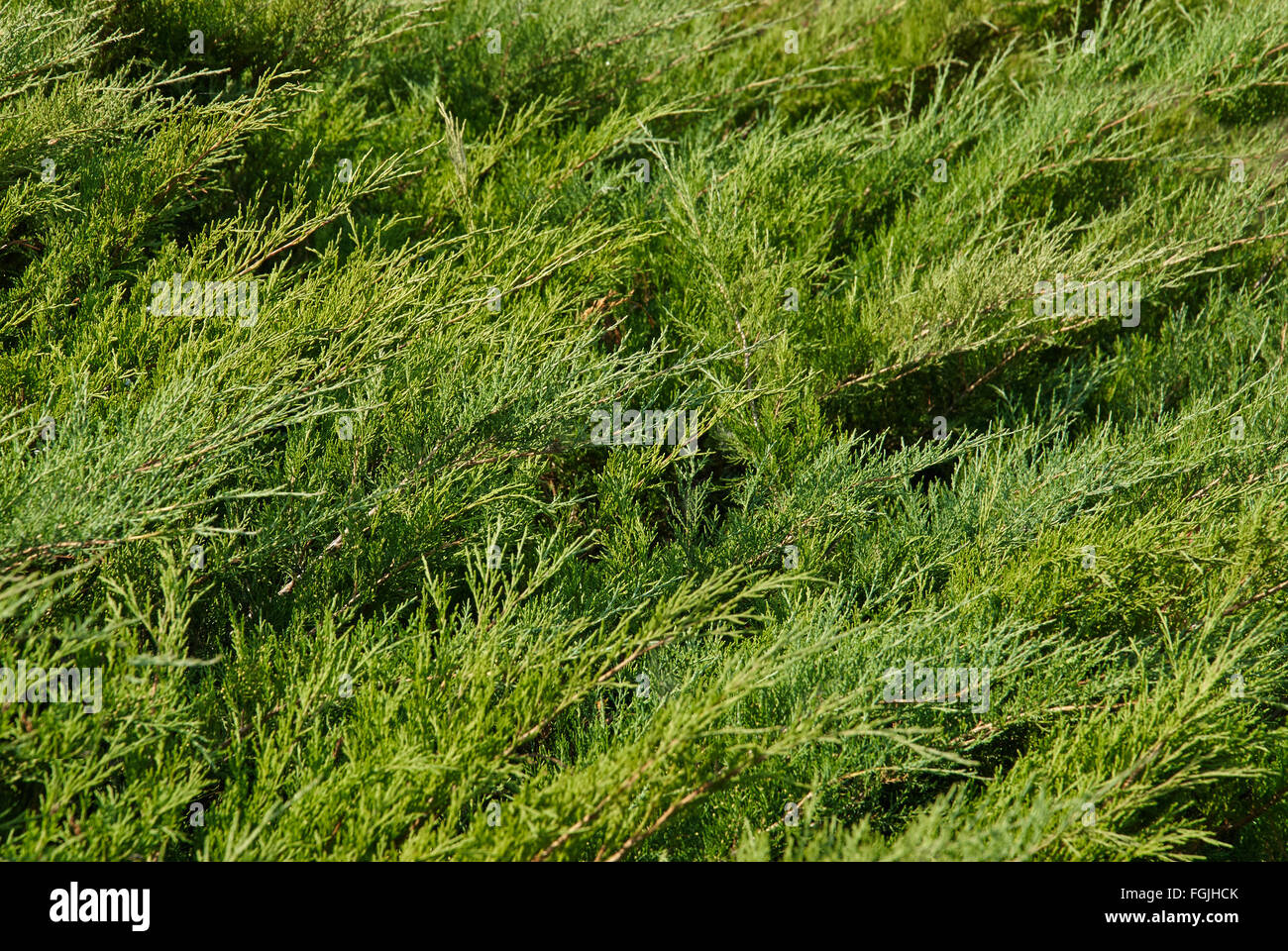 Juniper texture hi-res stock photography and images - Alamy