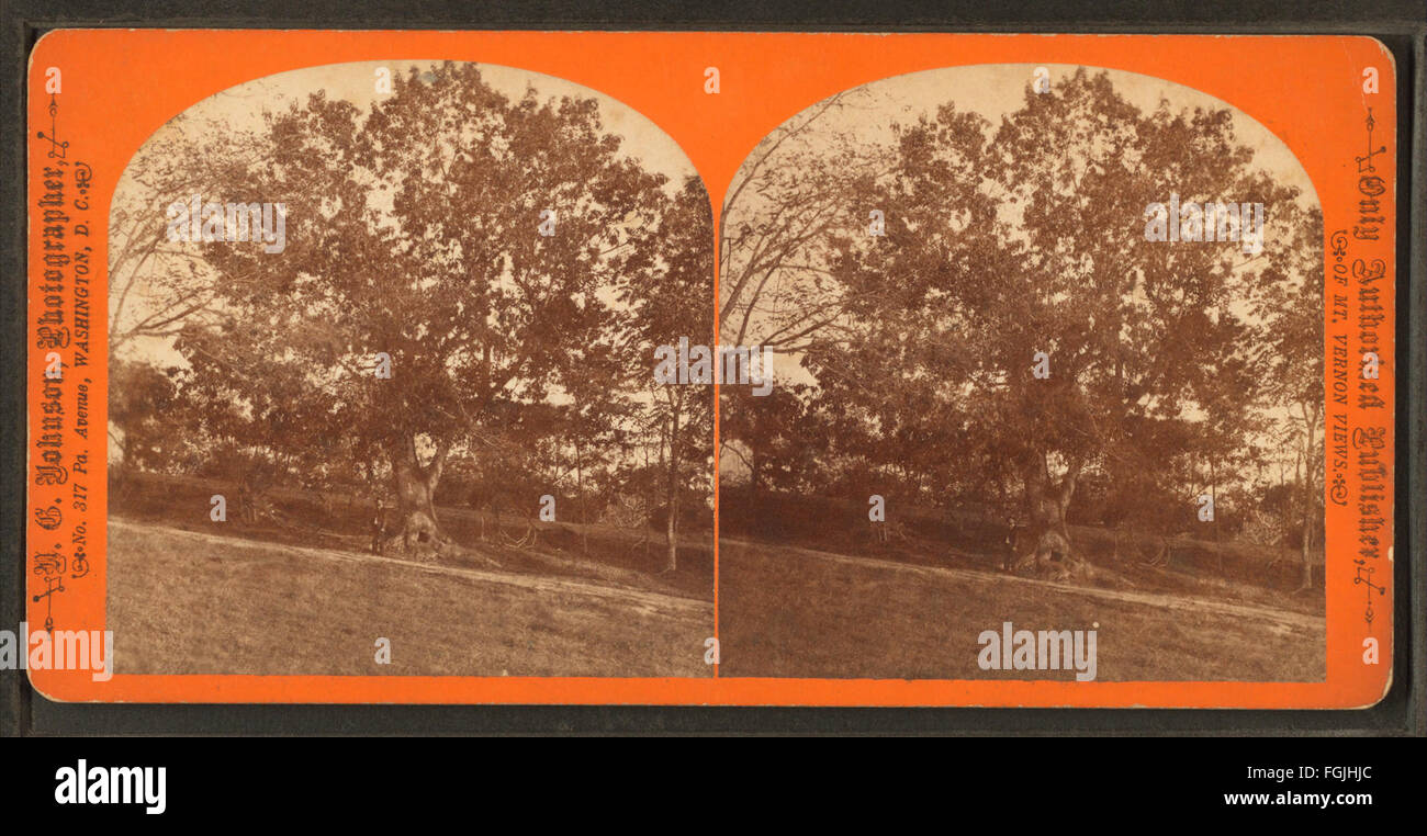 A photograph by N. G. Johnson of The Washington Oak, a historical tree ...