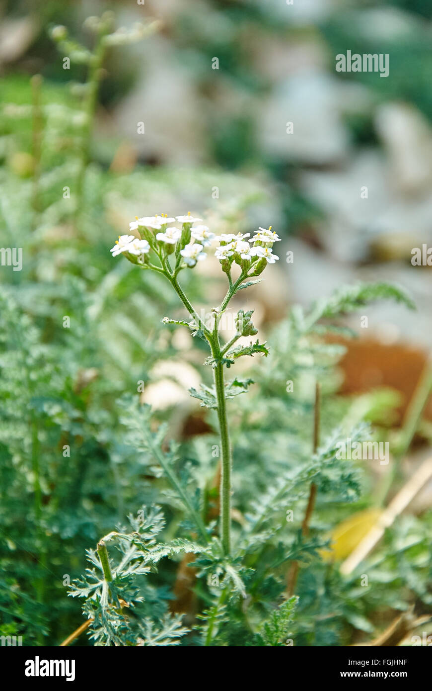 Parsley flowers in full bloom in autumn Stock Photo - Alamy