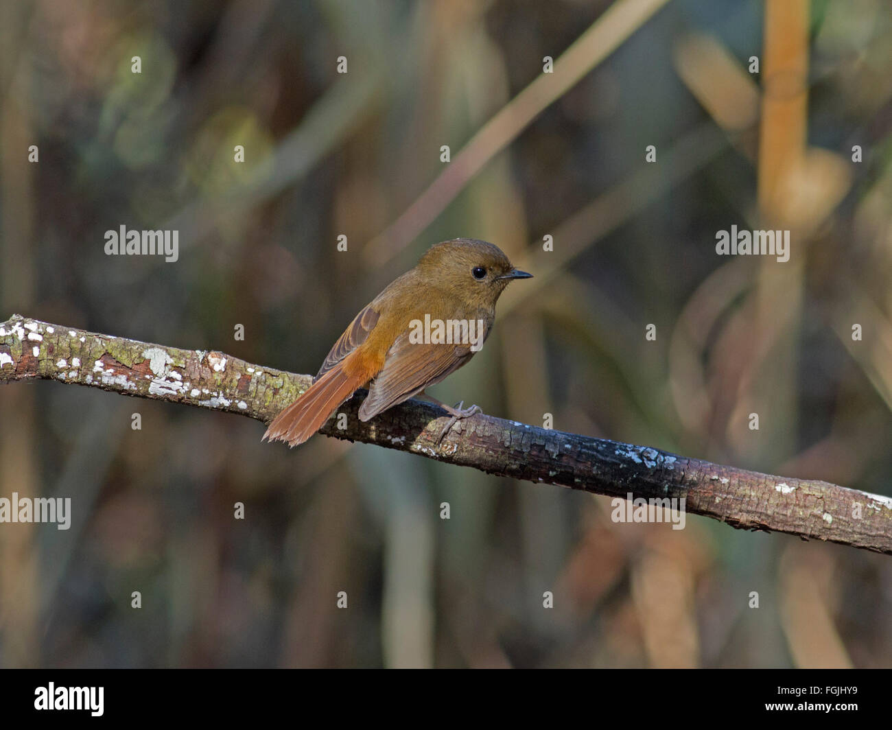 Slaty blue flycatcher ficedula tricolor adult female hi-res stock ...