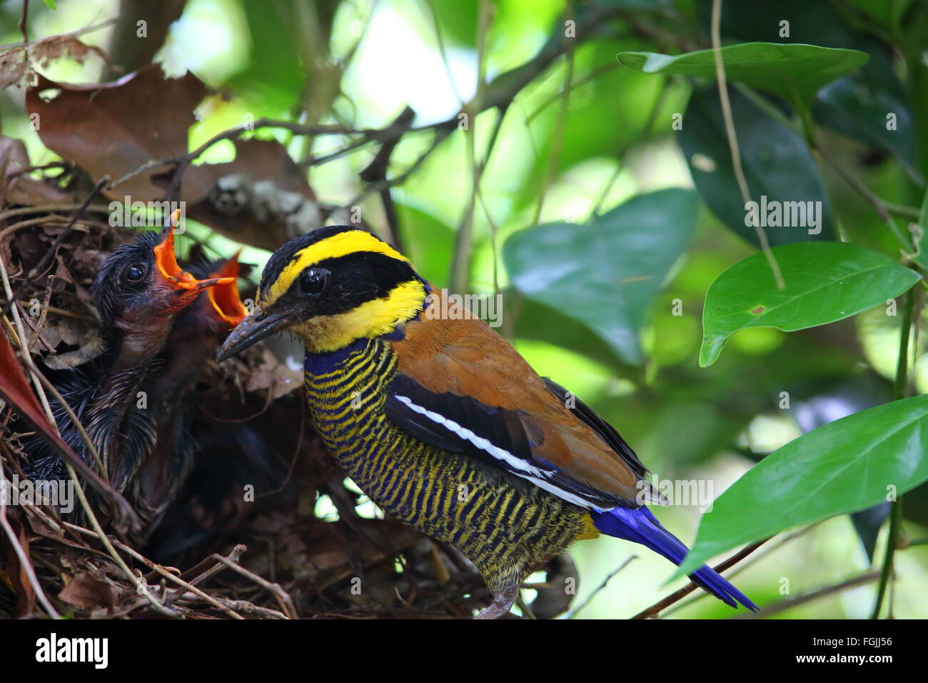 Javan Banded Pitta (Pitta guajana) nesting in Java, Indonesia Stock ...