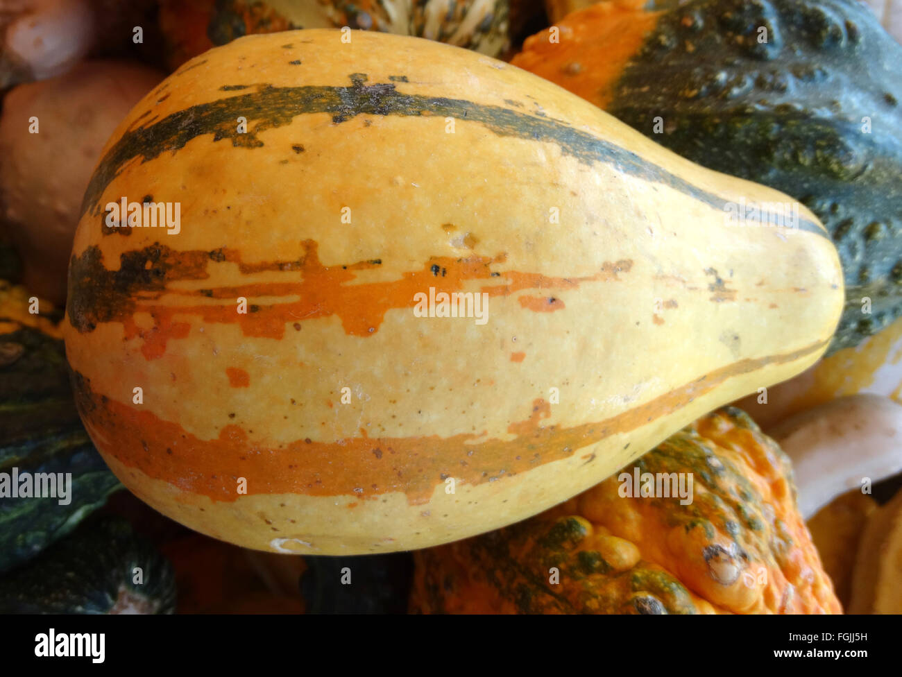 Striped pear gourd hi-res stock photography and images - Alamy