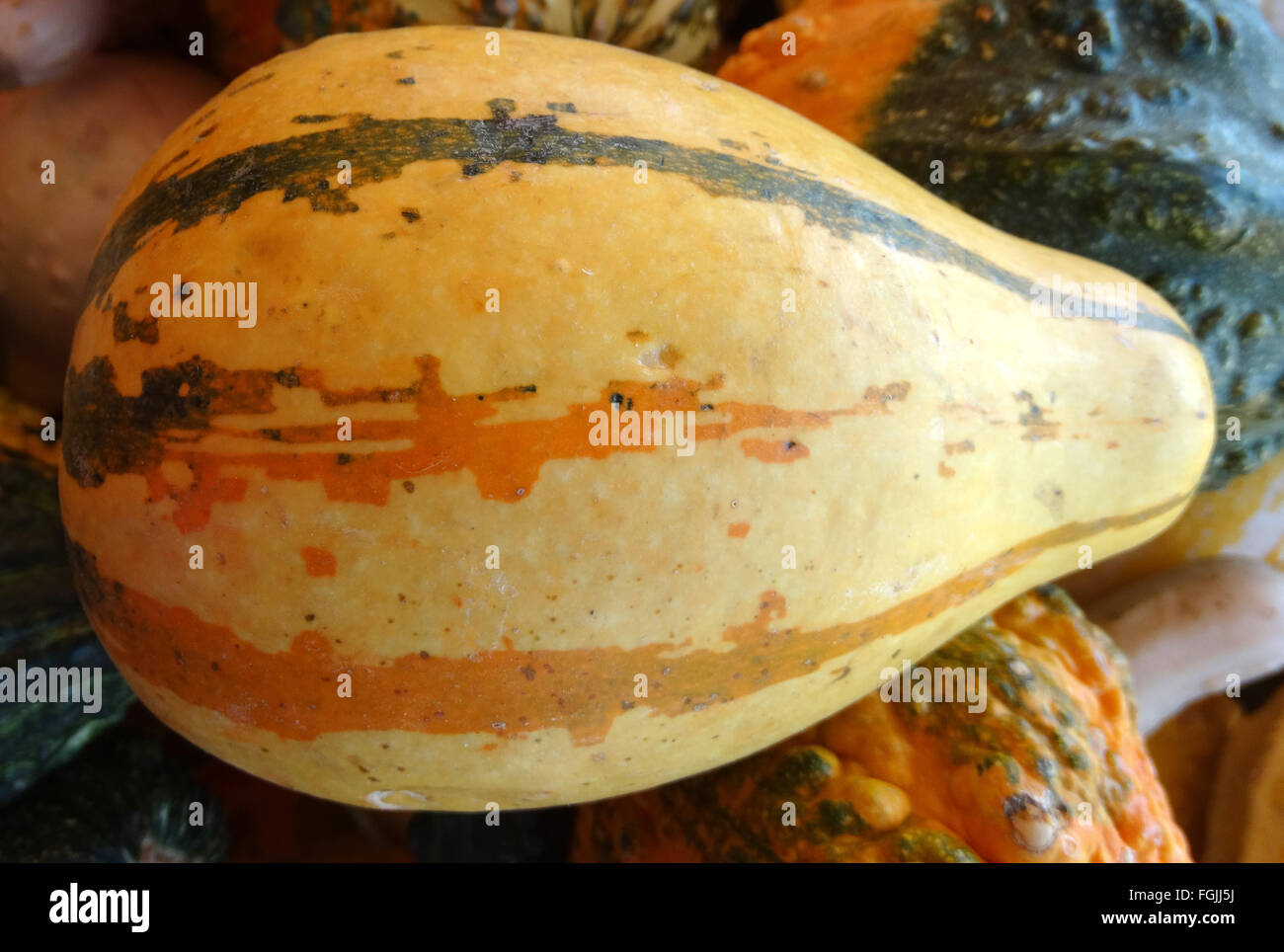 Cucurbita pepo, striped pear gourd, ornamental gourd with smooth skin ...