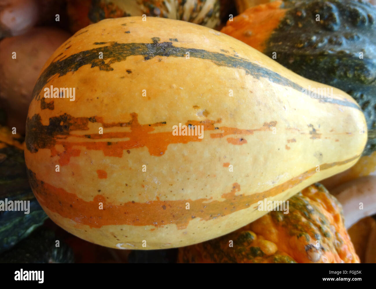Striped pear gourd hi-res stock photography and images - Alamy
